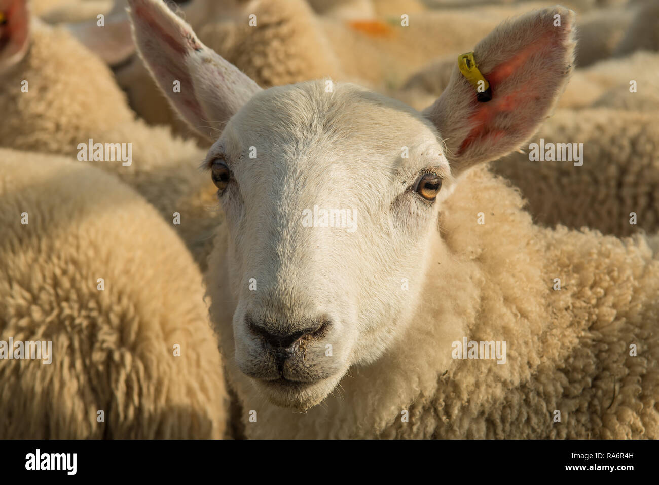 Flock Of Curious White Sheep With Cosy Wool In Scotland Stock Photo - Alamy