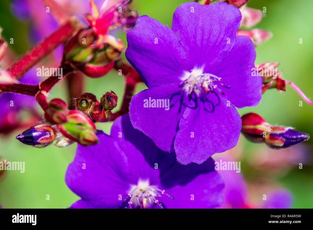 Purple Flower with red in the park Stock Photo - Alamy