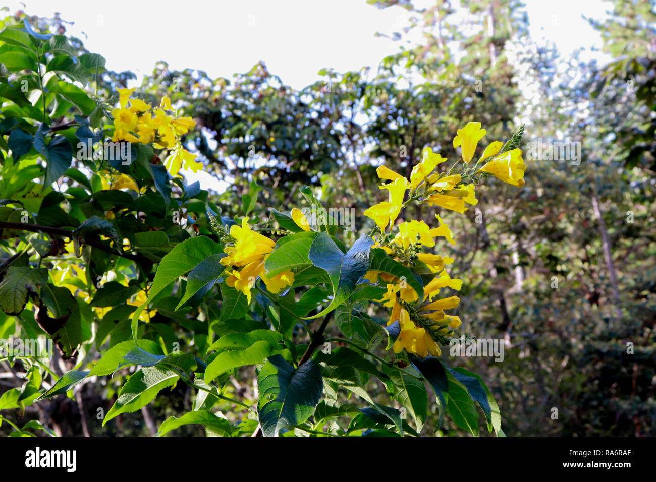 Awesome yellow hi-res stock photography and images - Alamy