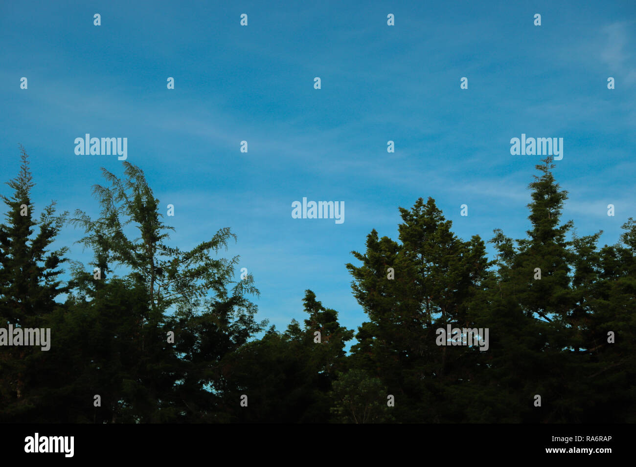 Arbol arboles bosque naturaleza hi-res stock photography and images - Alamy