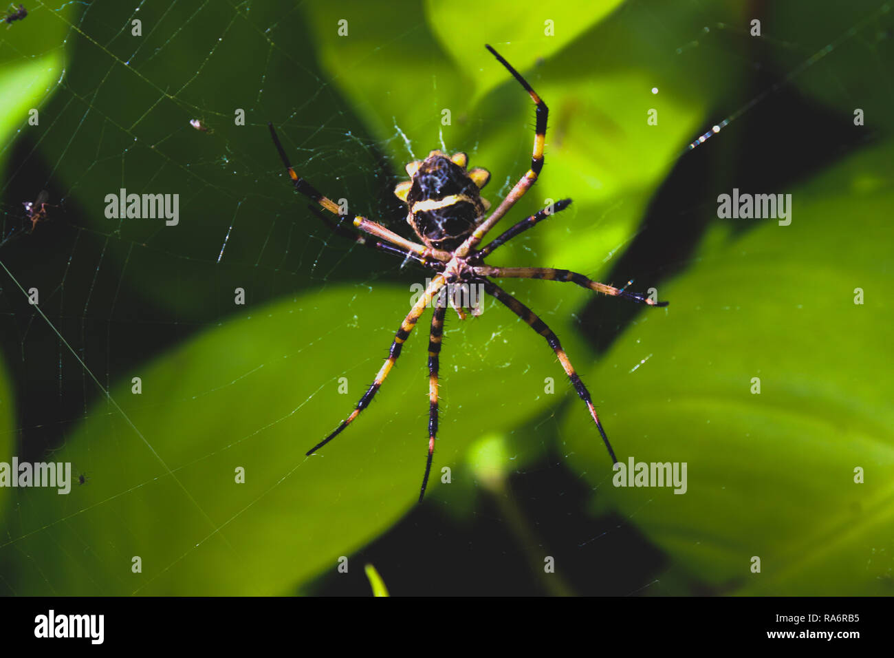Spider (Argiope argentata Stock Photo - Alamy