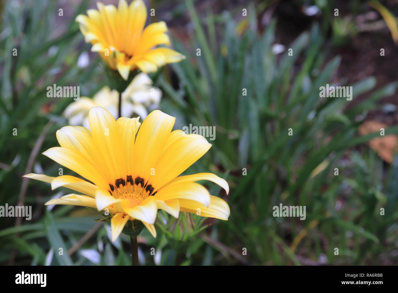Opening african daisy hi-res stock photography and images - Alamy