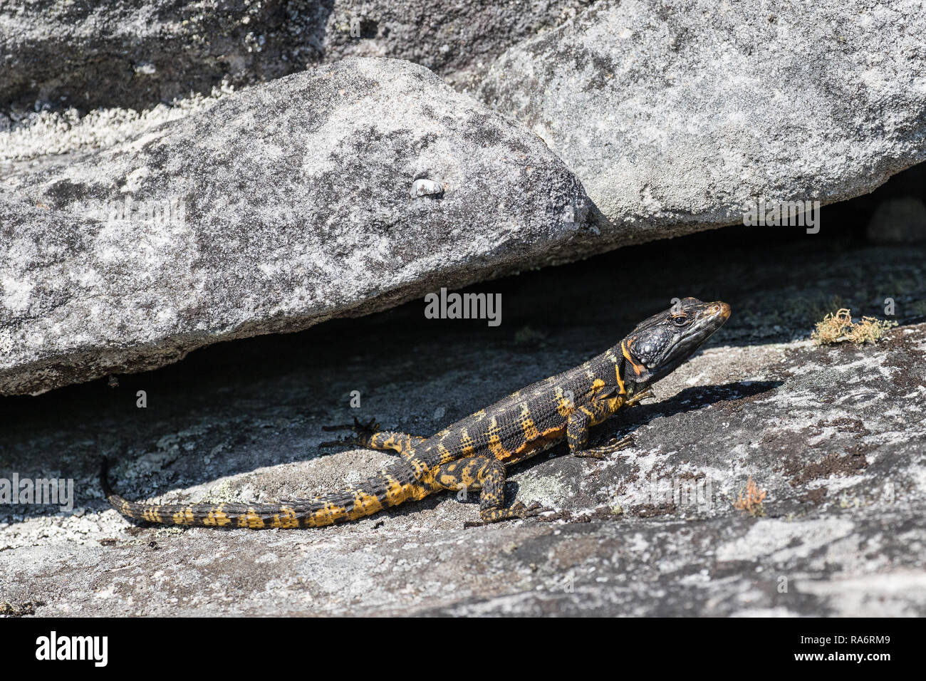 Cape Crag Lizard Stock Photo - Alamy