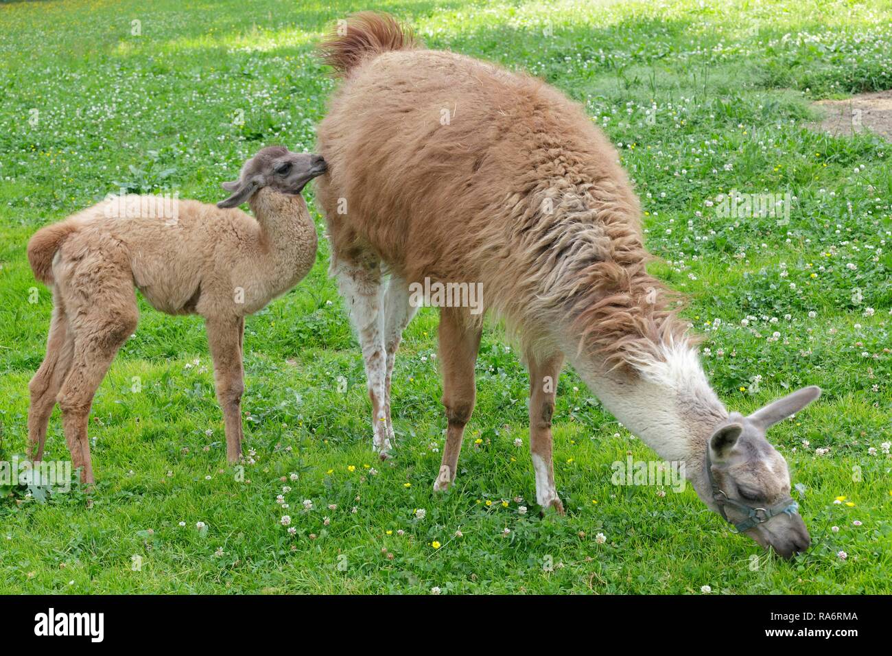 Llama (Lama glama) with a cria, Maibrunn, Bavaria, Germany Stock Photo ...