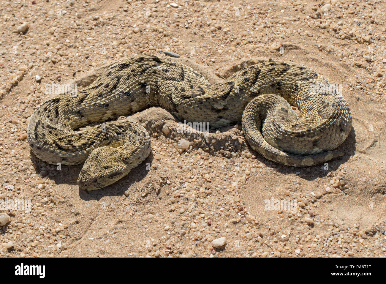 Puff adder hi-res stock photography and images - Alamy