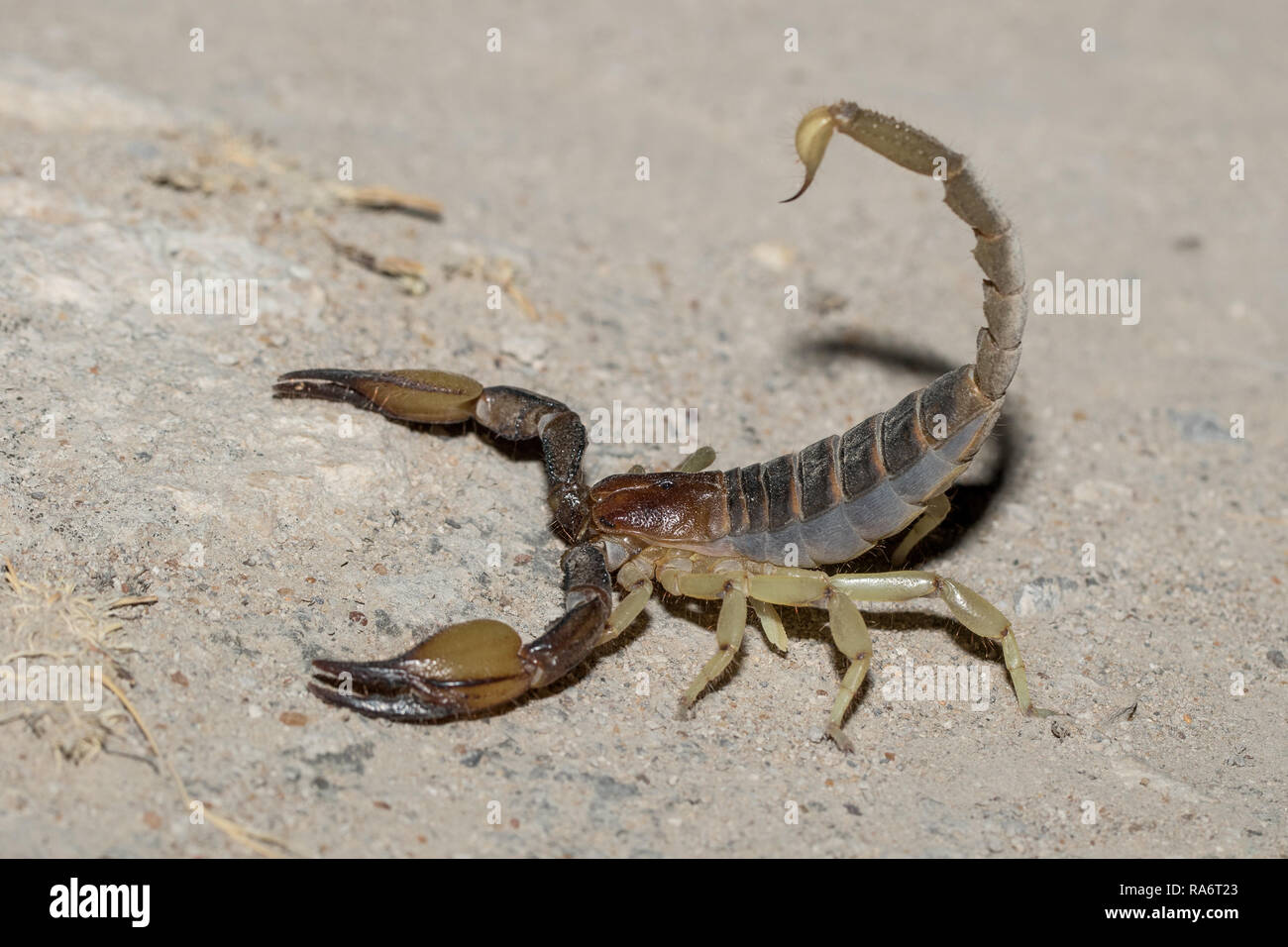 African scorpion hi-res stock photography and images - Alamy