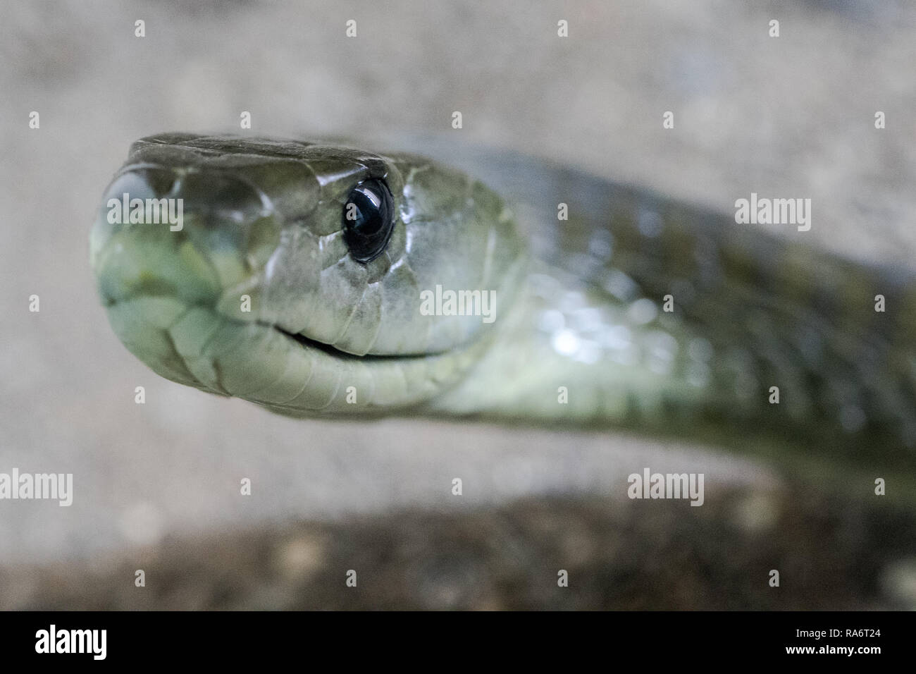 Black mamba hi-res stock photography and images - Alamy