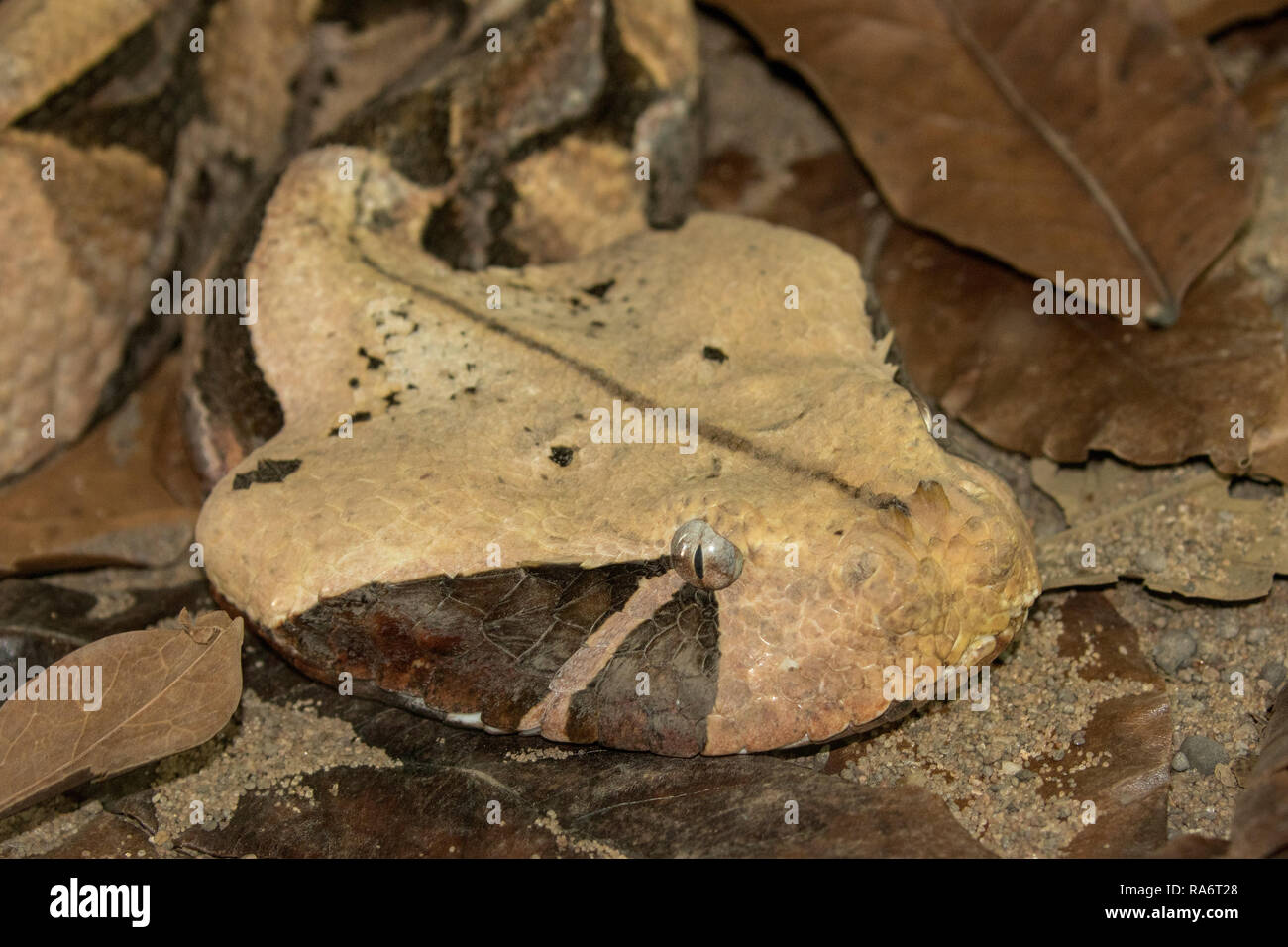 Gaboon viper camouflage hi-res stock photography and images - Alamy