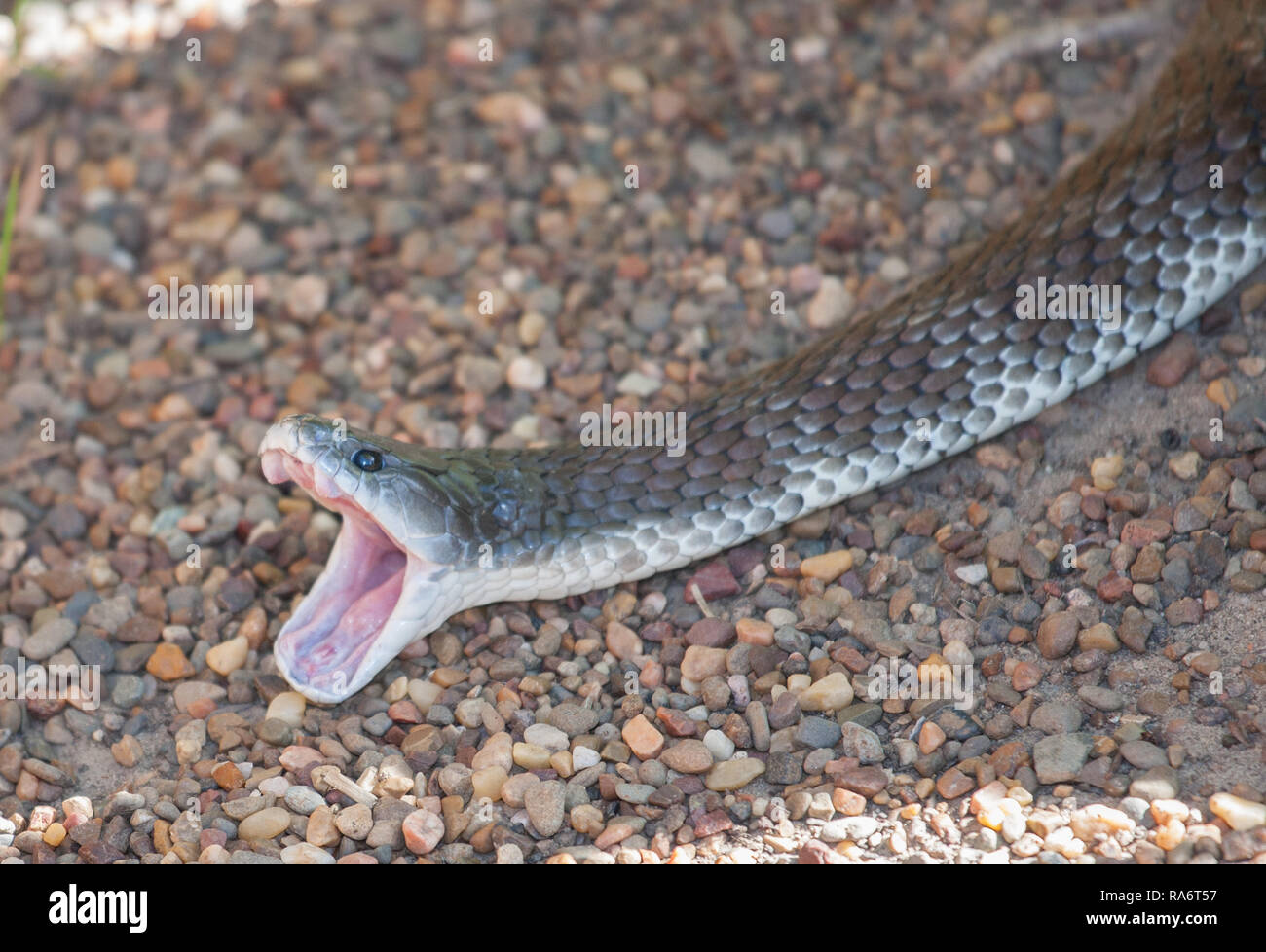 Tiger Snake Fangs