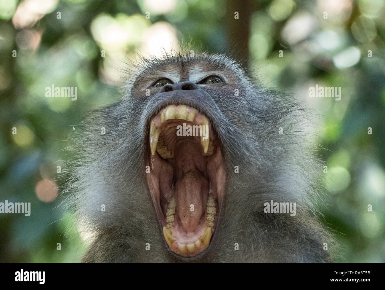 Long tailed macaque teeth hi-res stock photography and images - Alamy