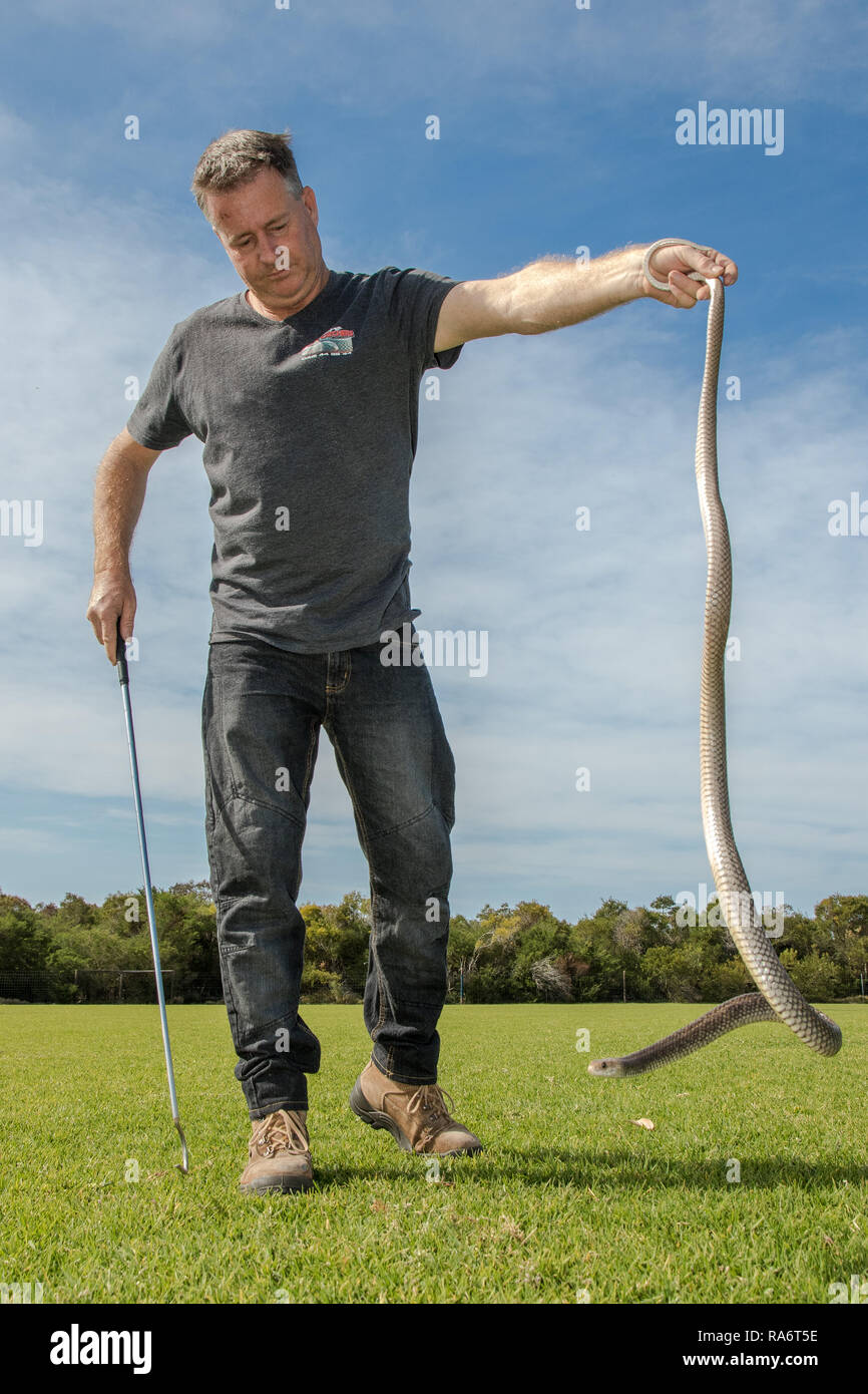 Snake catcher with eastern brown snake hi-res stock photography and ...