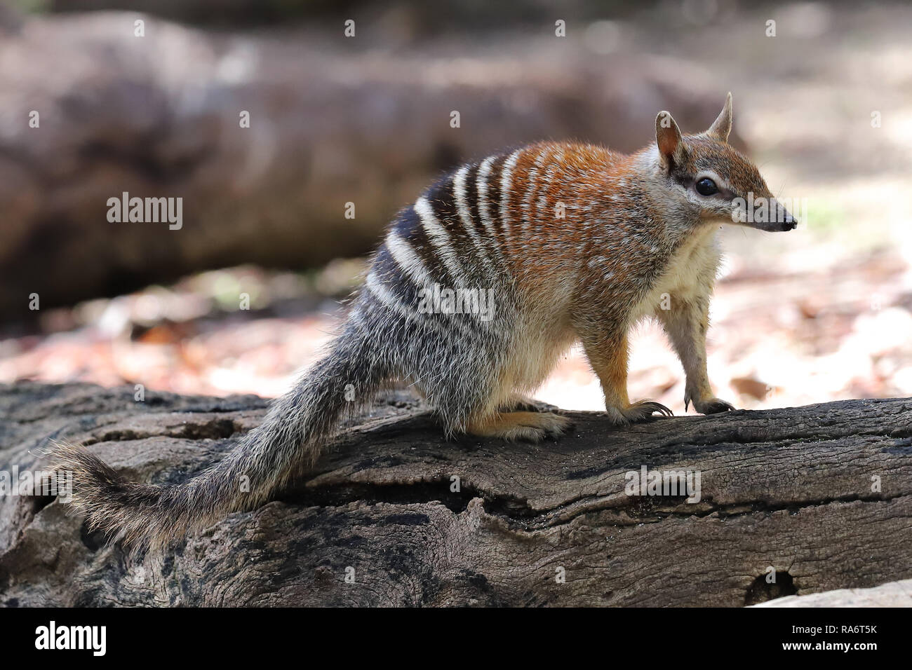 Numbat hi-res stock photography and images - Alamy