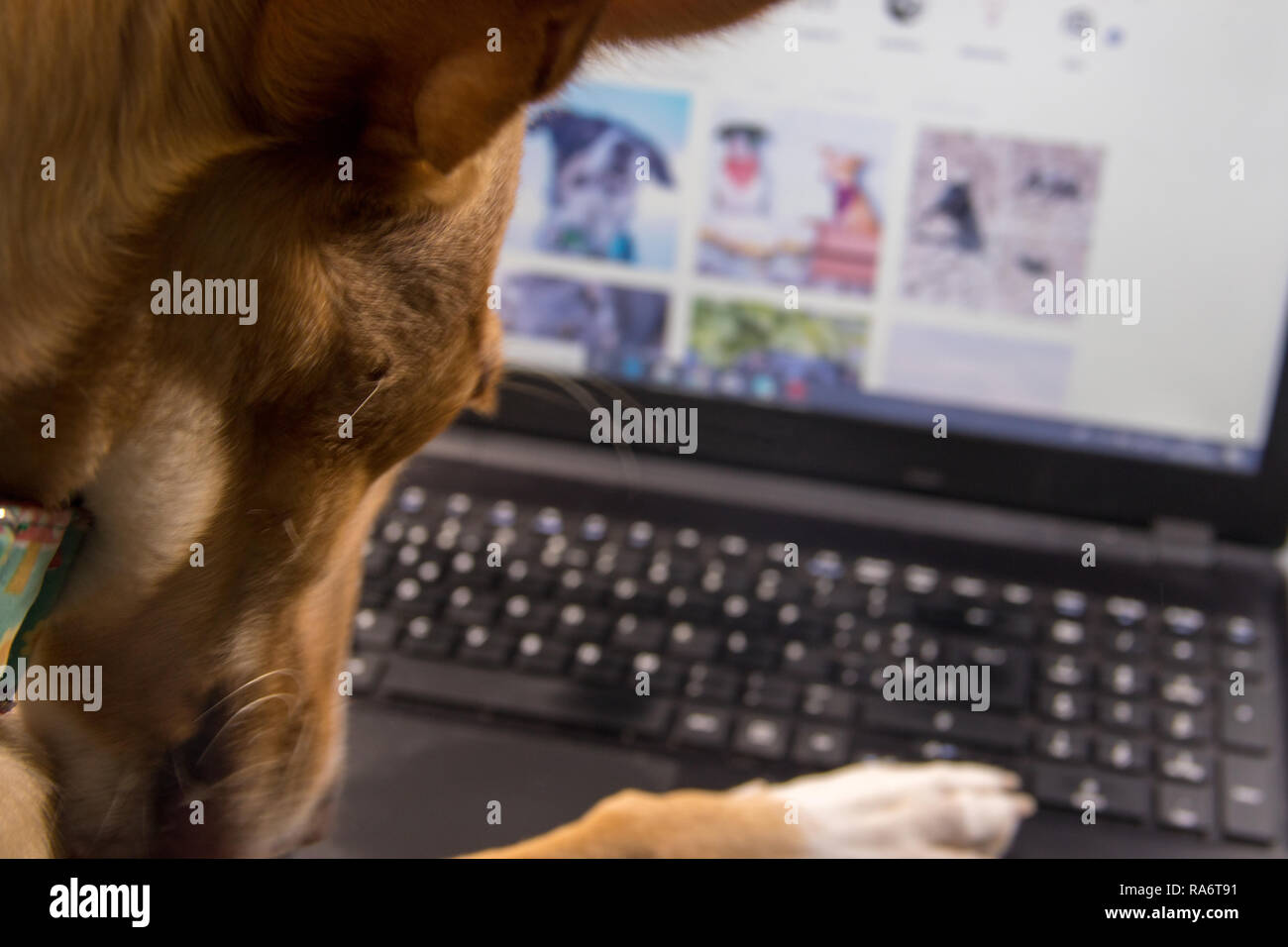 dog looking at the computer screen Stock Photo - Alamy