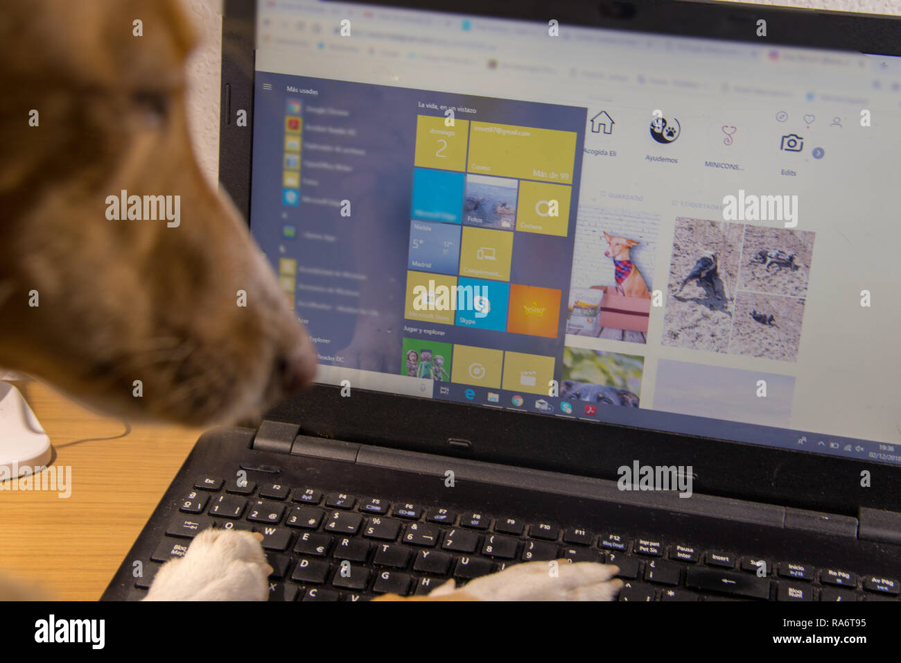 dog looking at the computer screen Stock Photo - Alamy