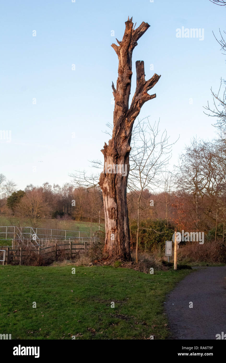 dead tree in park Stock Photo - Alamy