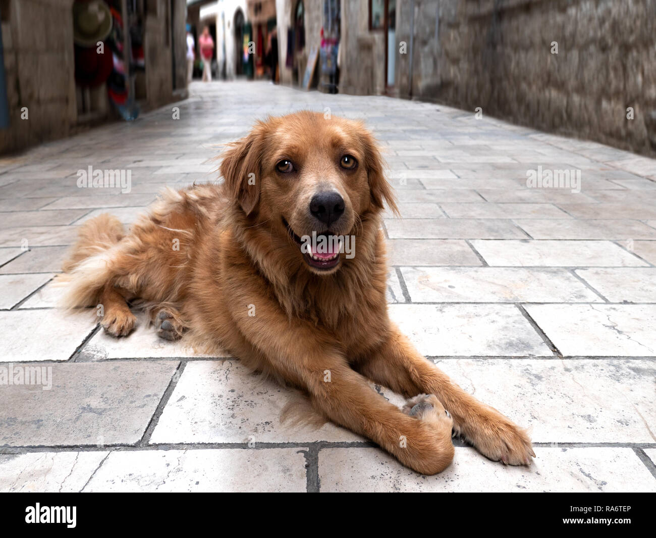 Animal, dog, City Street, Mammal,cute Stock Photo - Alamy