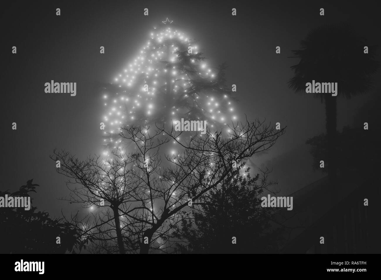 Europe's biggest Christmas tree in the mist black and white effect ...