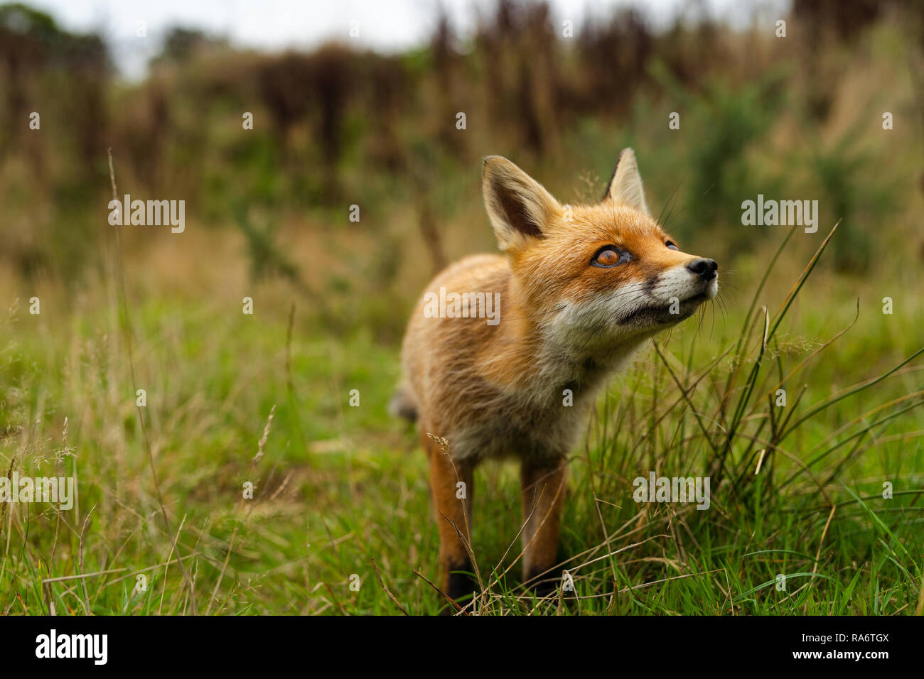 Fox portraits hi-res stock photography and images - Alamy