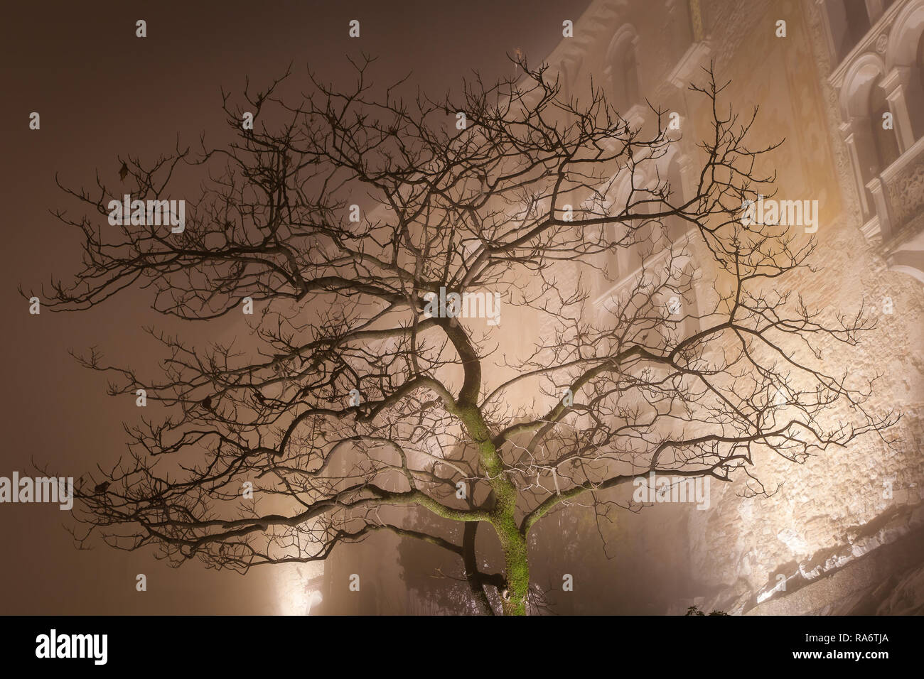 Tree in the garden of ancient monastery transformed into a castle ...
