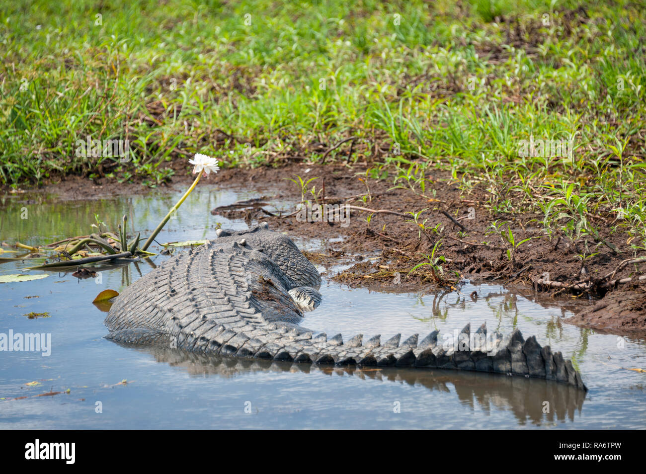 Crocodile from behind, horizontal, Outback Australia Stock Photo - Alamy