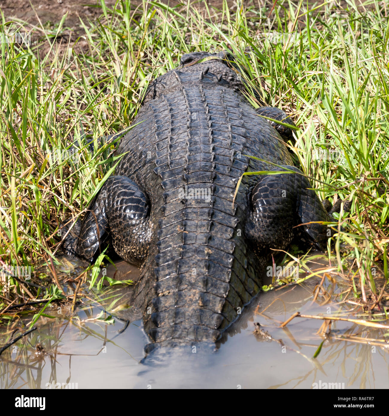Crocodile resting on the river bank grasses from behind, Northern ...
