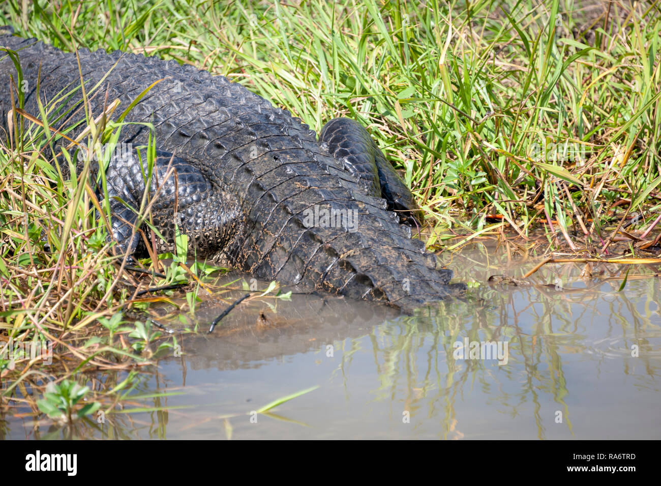 Tail crocodile hi-res stock photography and images - Alamy