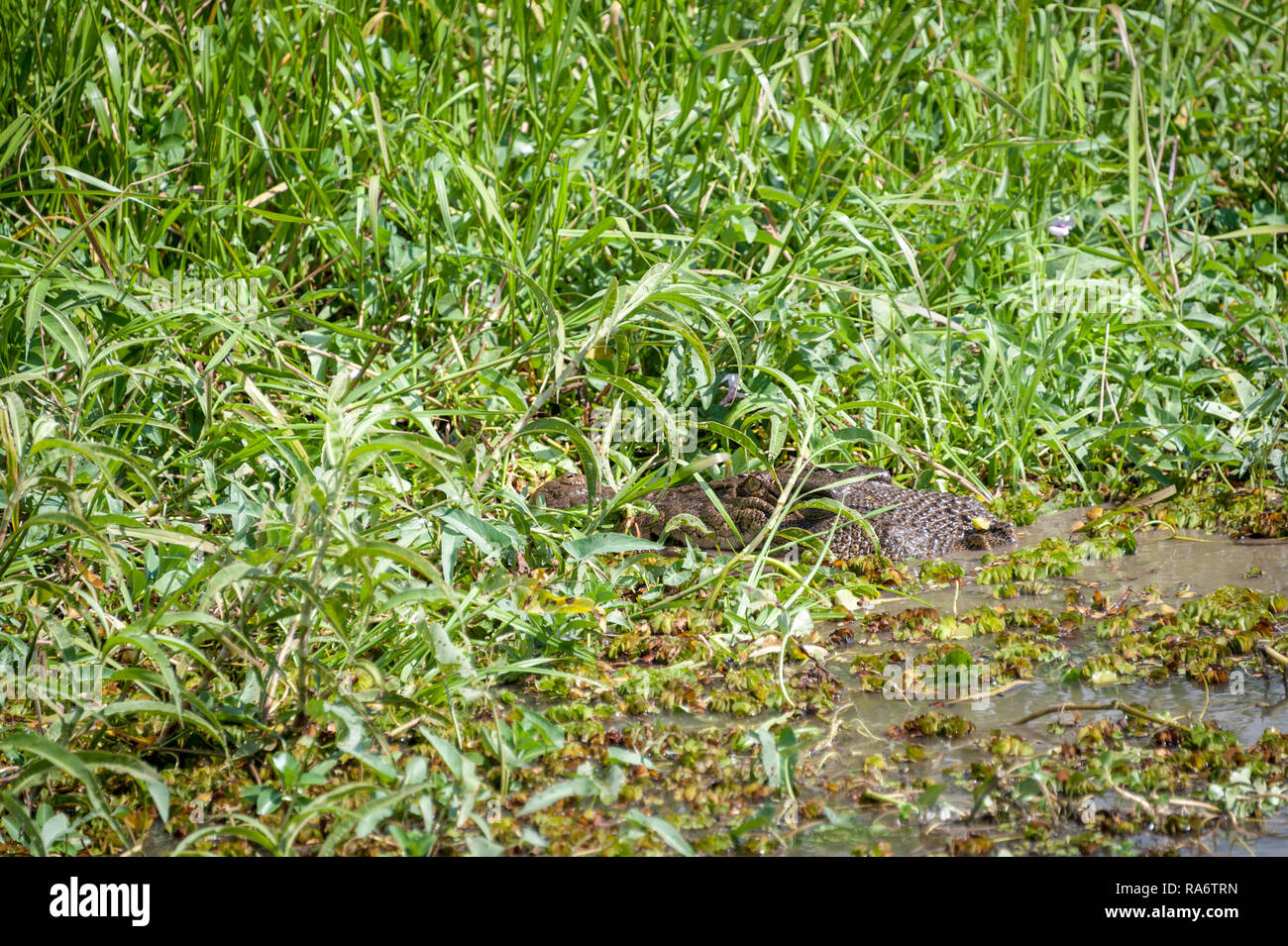 Crocodile hiding hi-res stock photography and images - Alamy