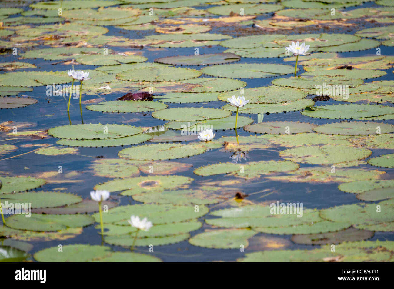 Flowers of the outback hi-res stock photography and images - Alamy