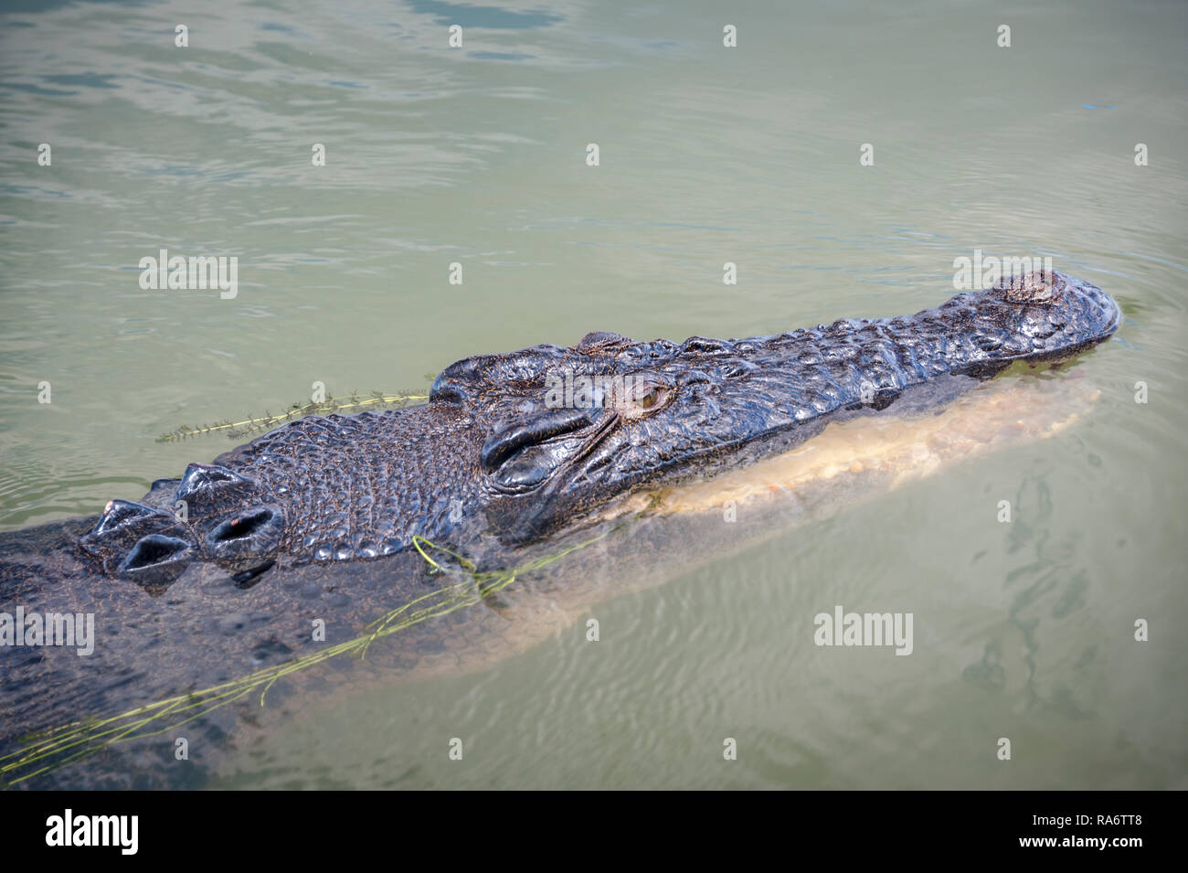 Floating crocodile, Northern Territory Australia Stock Photo - Alamy
