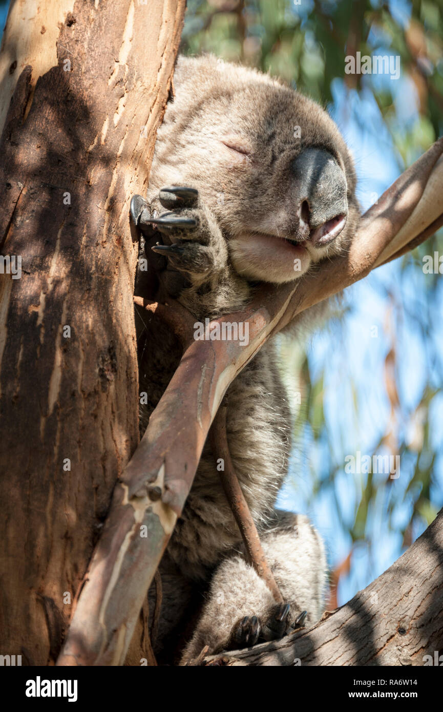 Koala sleeping in tree Stock Photo - Alamy