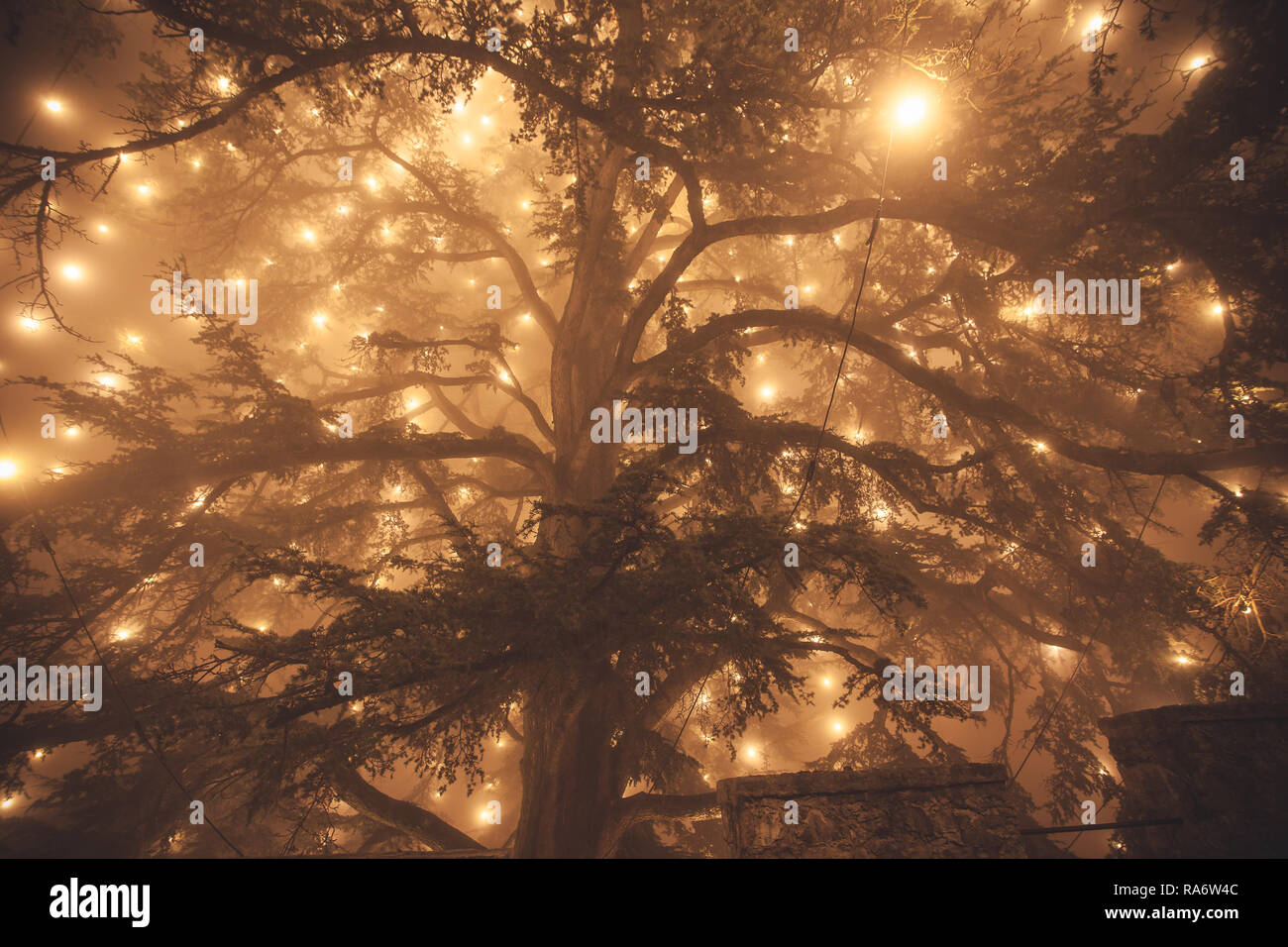 The Biggest Christmas Tree In The Fog Photographed From Below Cison Di Valmarino Italy Stock the-biggest-christmas-tree-in-the-fog-photographed-from-below-cison-di-valmarino-italy-stock