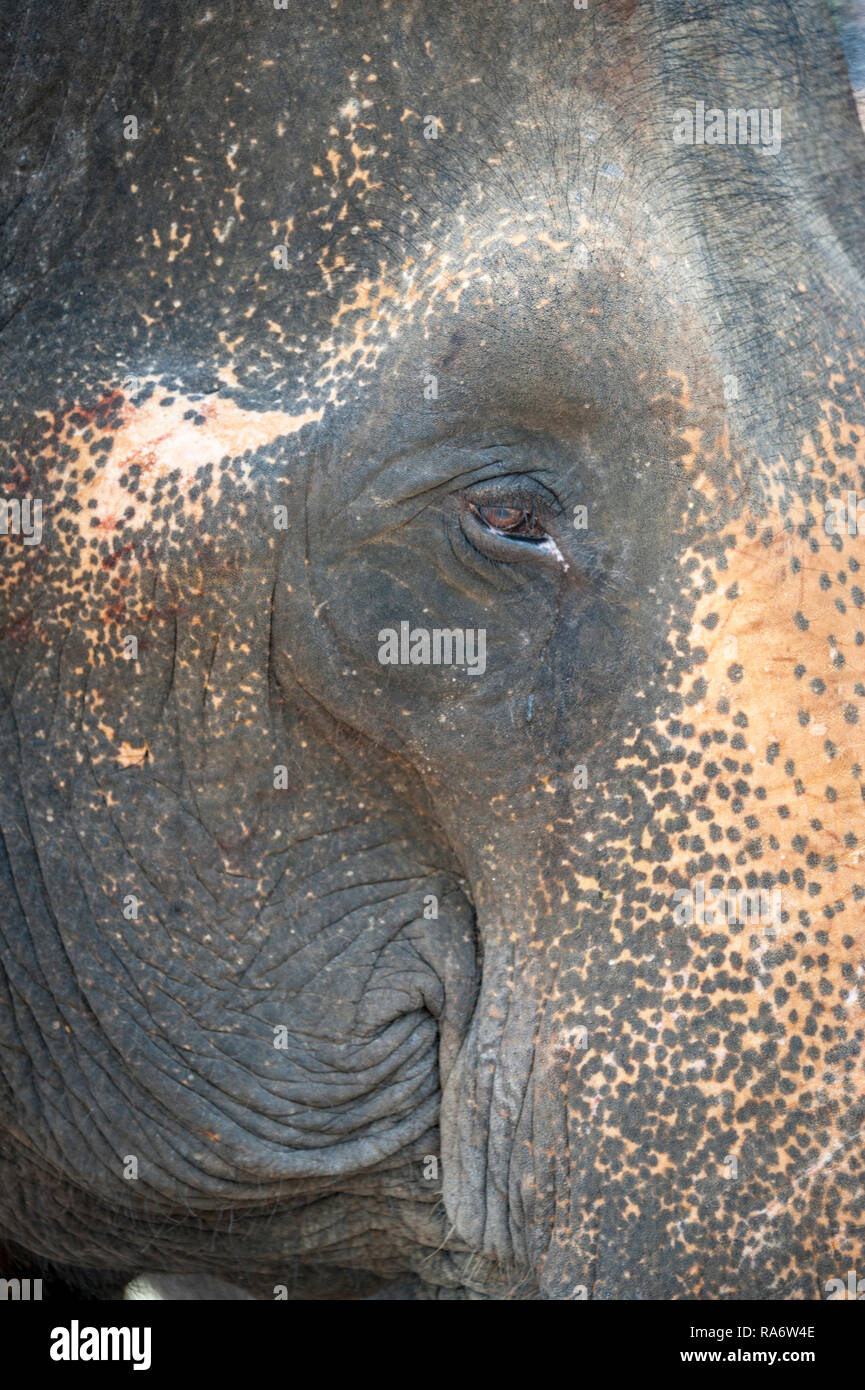 Elephant eye close hi-res stock photography and images - Alamy