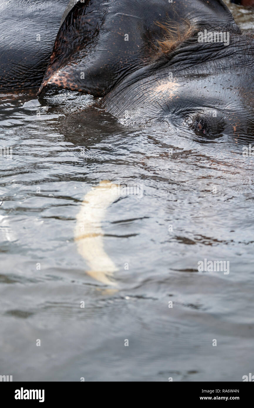 Elephant at rest in the river Stock Photo - Alamy