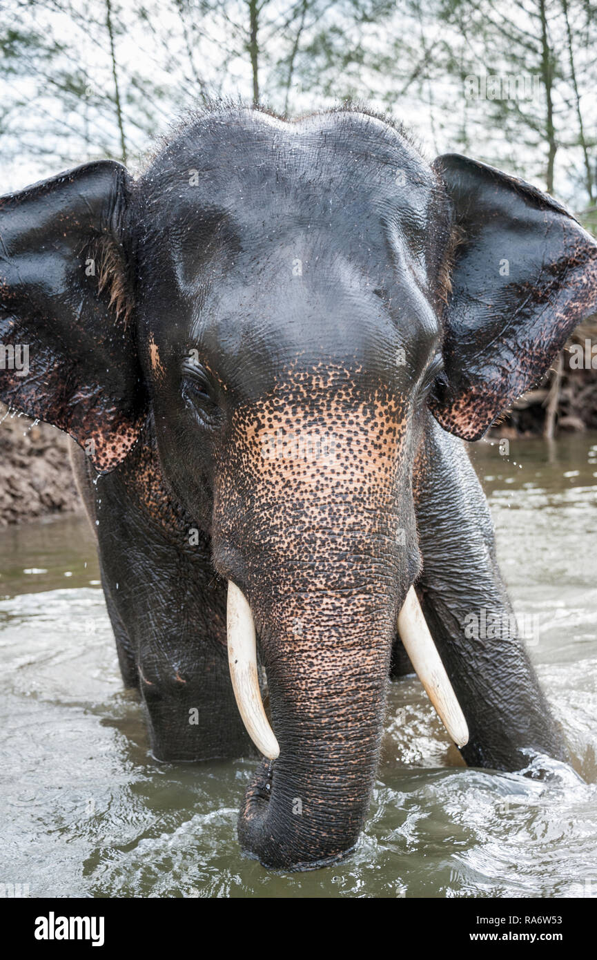 Elephant standing up in a Thailand river Stock Photo - Alamy