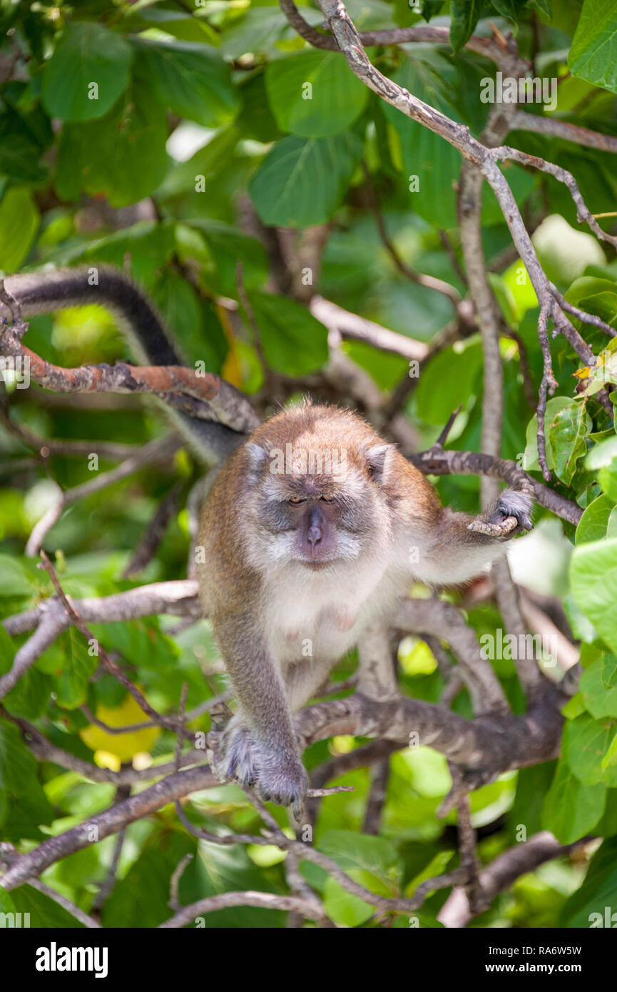 Grey macaque hi-res stock photography and images - Alamy