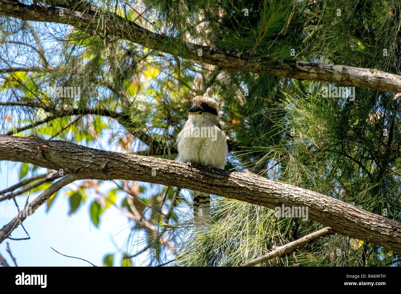 A Kookaburra in a gum tree Stock Photo - Alamy