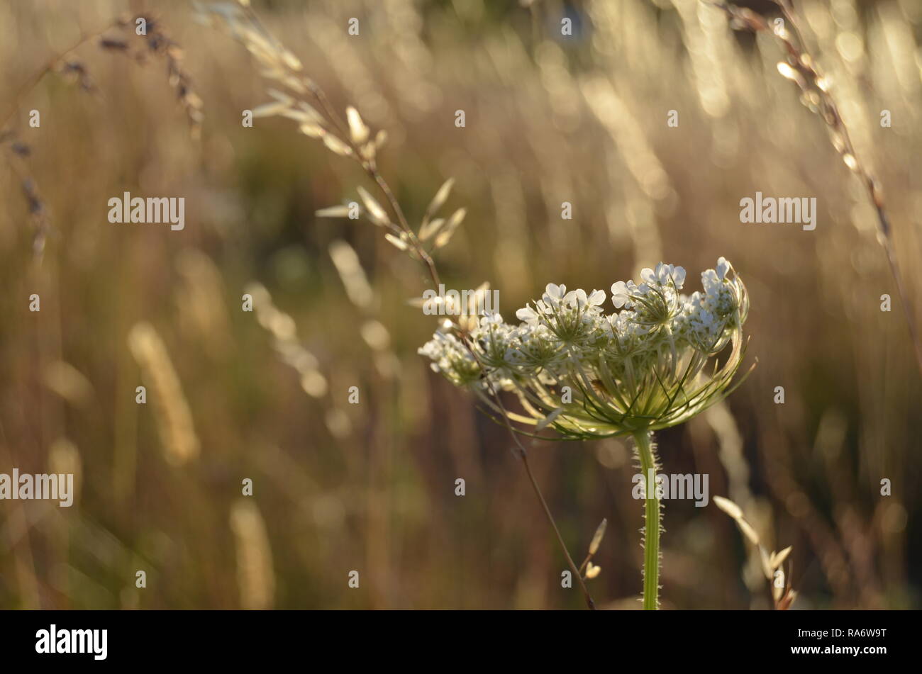 golden grass field with wildflower Stock Photo - Alamy