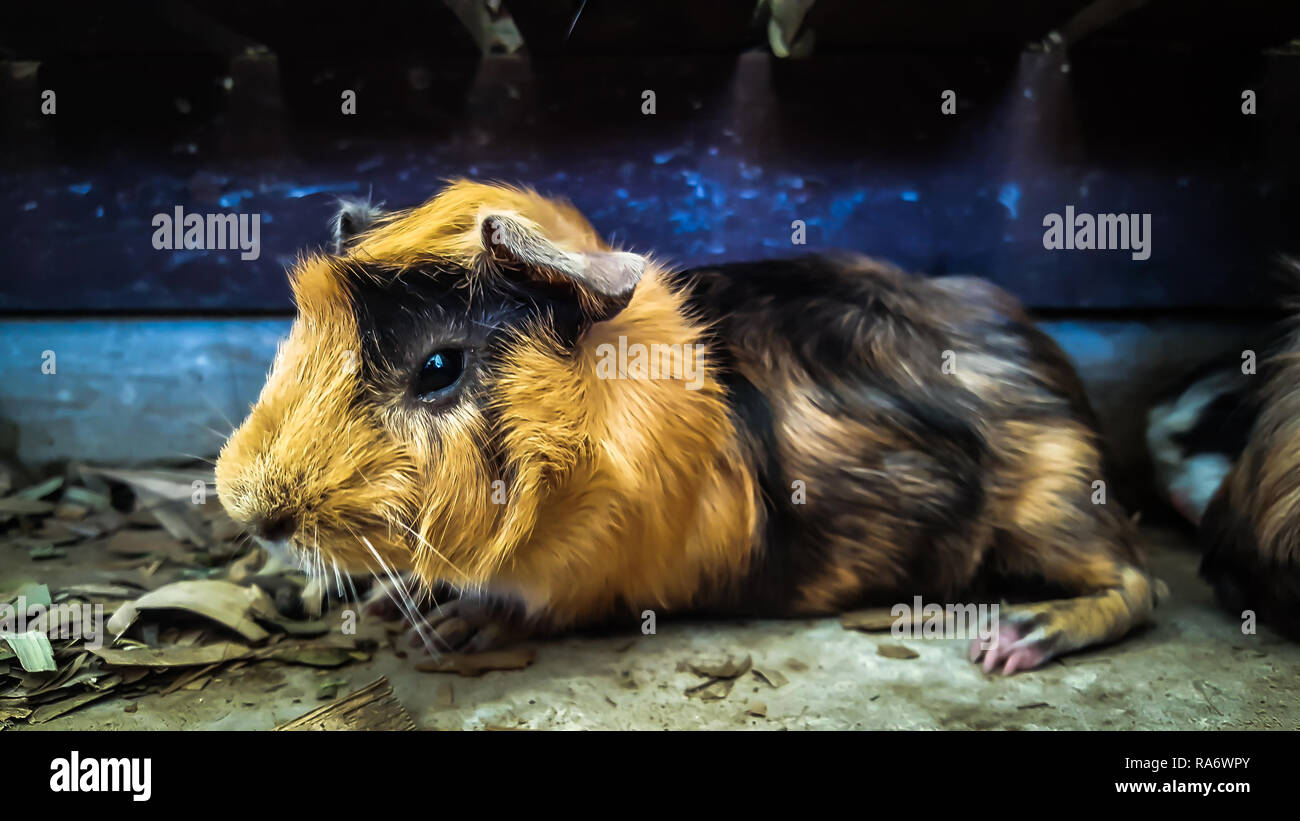 Hamster animals are eating Stock Photo - Alamy