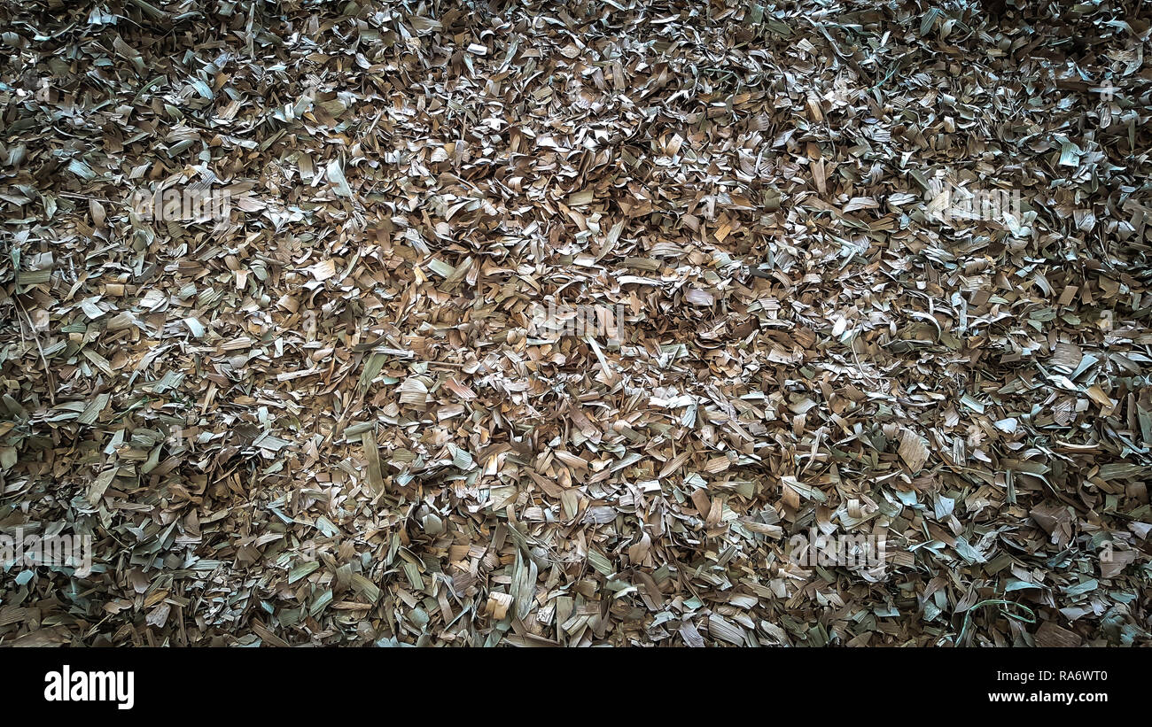 photos of dried leaves taken from above the color has become brown ...