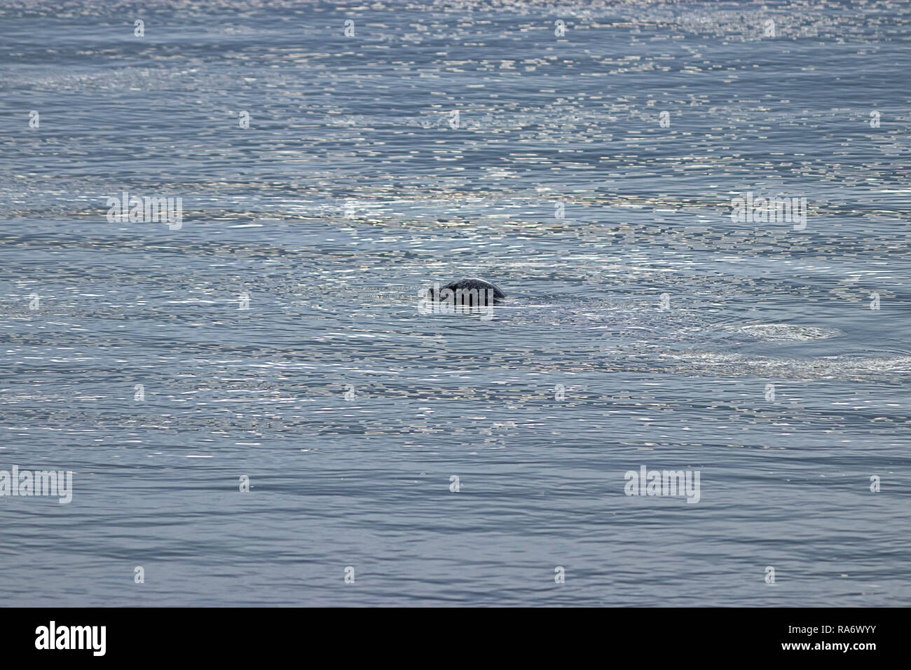 single small seal floating on the surface of winter water Stock Photo ...