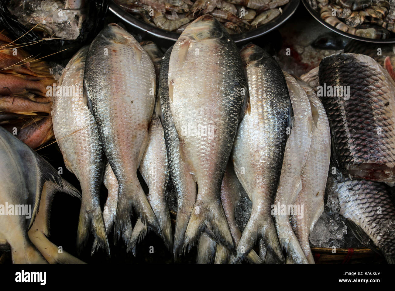Fresh fish on the market in Asia Stock Photo - Alamy