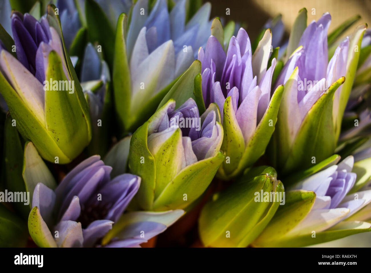 Light blue lotus buds are collected in a bouquet Stock Photo - Alamy