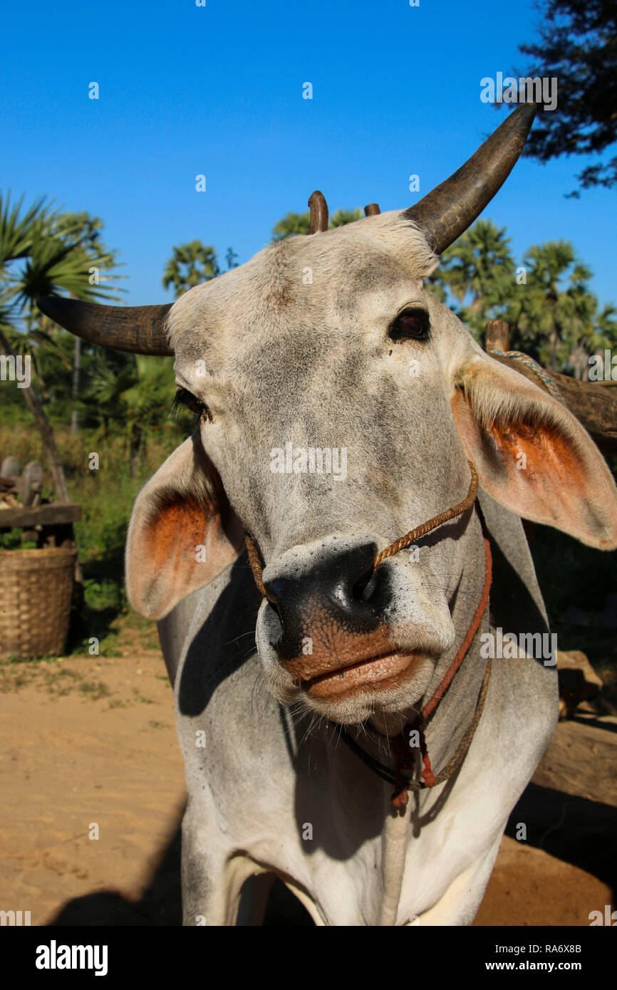 Burmese grey ox close up at Bagan, Myanmar (Burma Stock Photo - Alamy