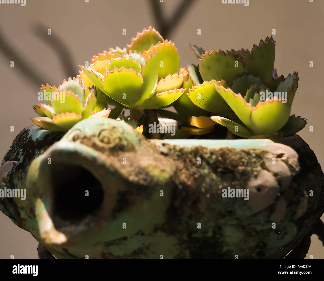 Turtle pot hi-res stock photography and images - Alamy