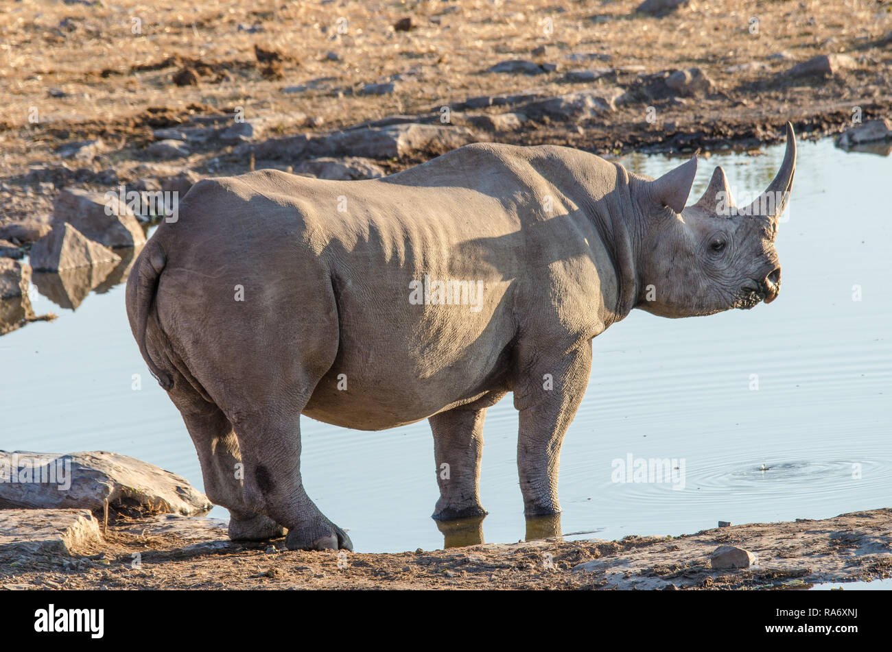 Rhino drinking stone hi-res stock photography and images - Alamy