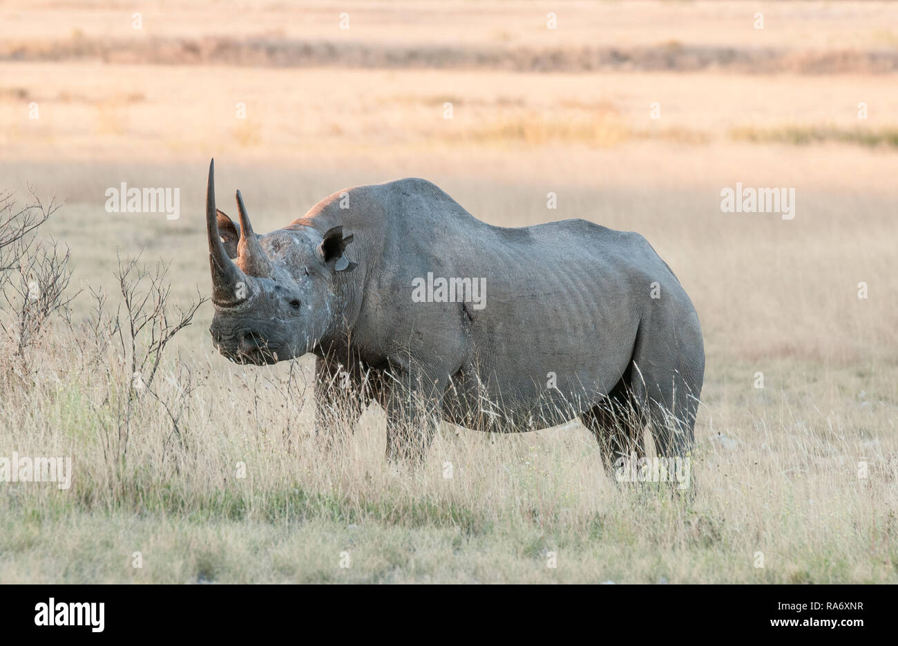 Angry Rhino High Resolution Stock Photography and Images - Alamy