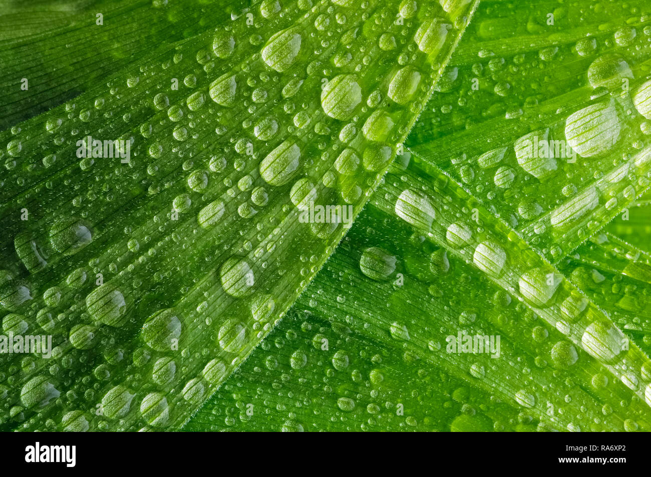 Leaf of a plant in the dew, background texture Stock Photo - Alamy