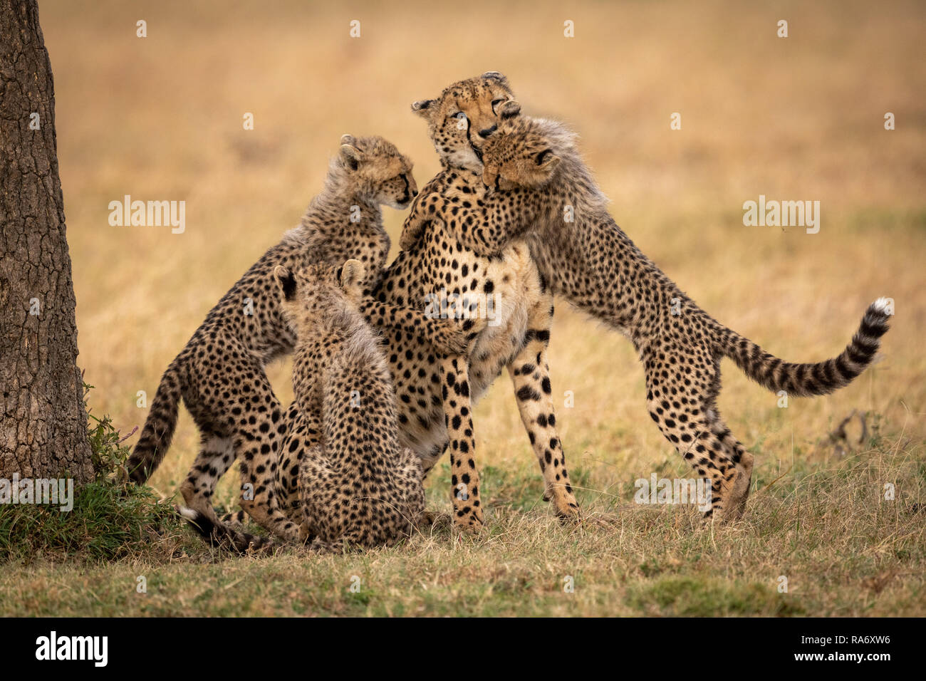 Three cheetah cubs surrounding mother on grass Stock Photo - Alamy