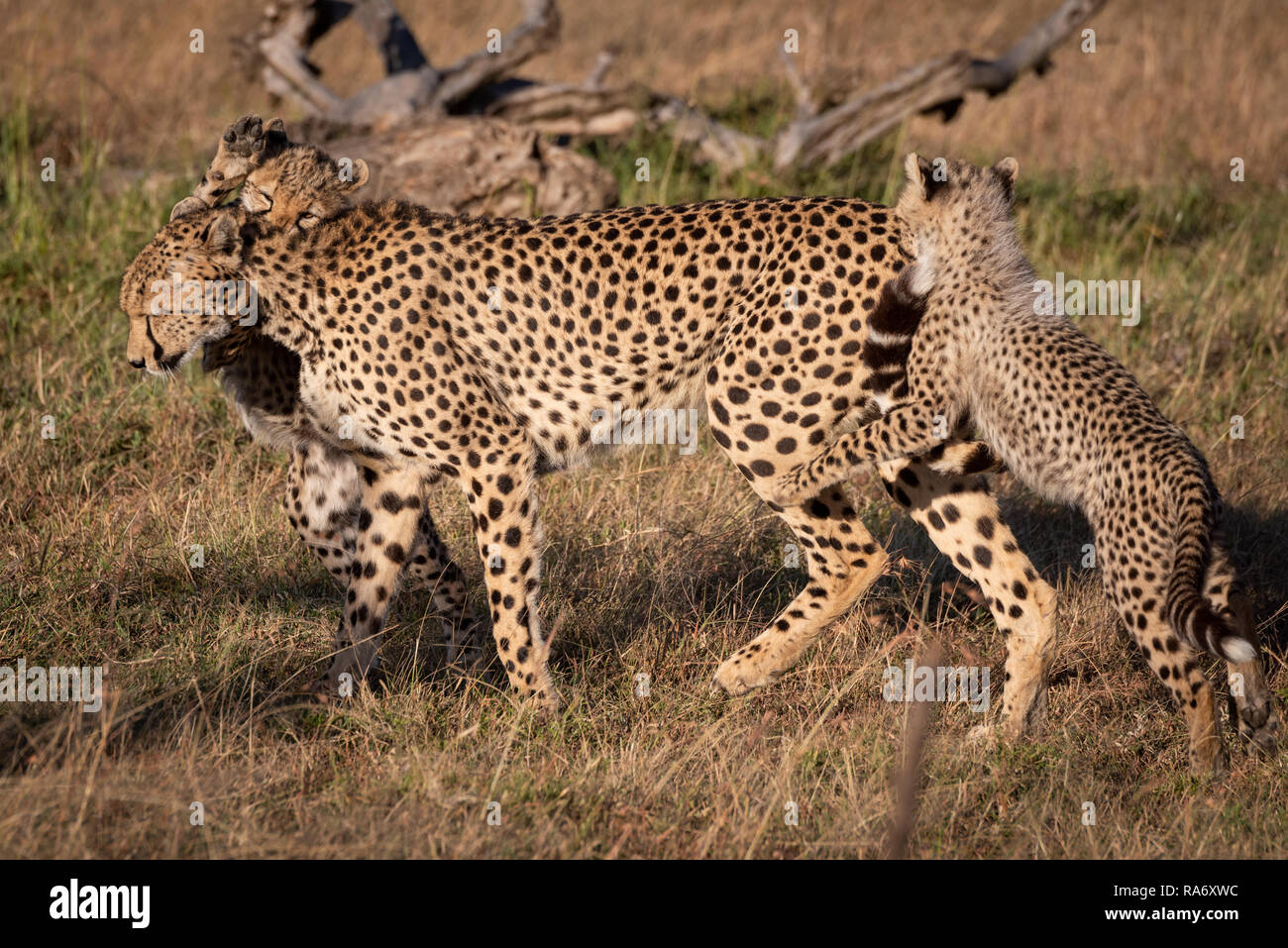 Three cubs attack cheetah walking on savannah Stock Photo - Alamy