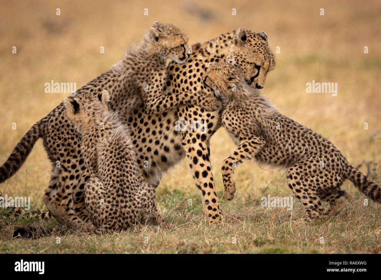 Three cubs playing with cheetah on grass Stock Photo - Alamy